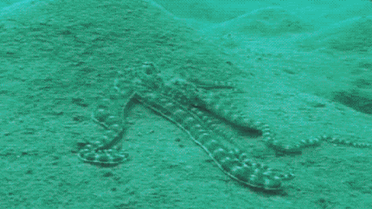 Winner Interview: What Octopus?