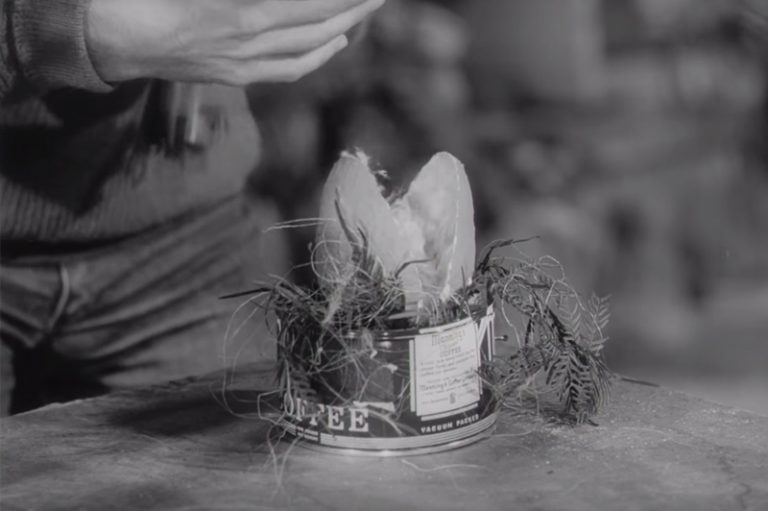 Audrey II: The Evolution of the Little Shop of Horrors Plant
