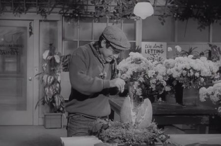 Audrey II: The Evolution of the Little Shop of Horrors Plant