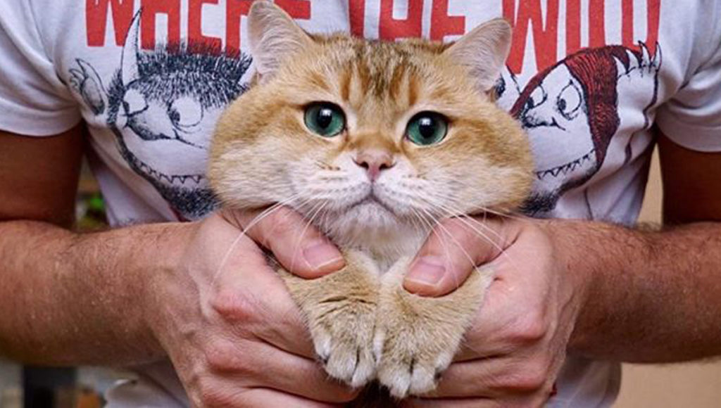 I Can Haz Internet Fame? A Day in the Life of Hosico the Cat